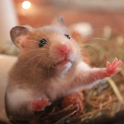 Cuidados del Hámster 🐹 Secretos para una mascota feliz!