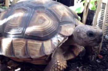 Cuidados de Cobayas 【Toda la Información que Debes Conocer】