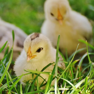 Cuidados de los Pollitos 🐣🐤 Consejos para que estén sanos!